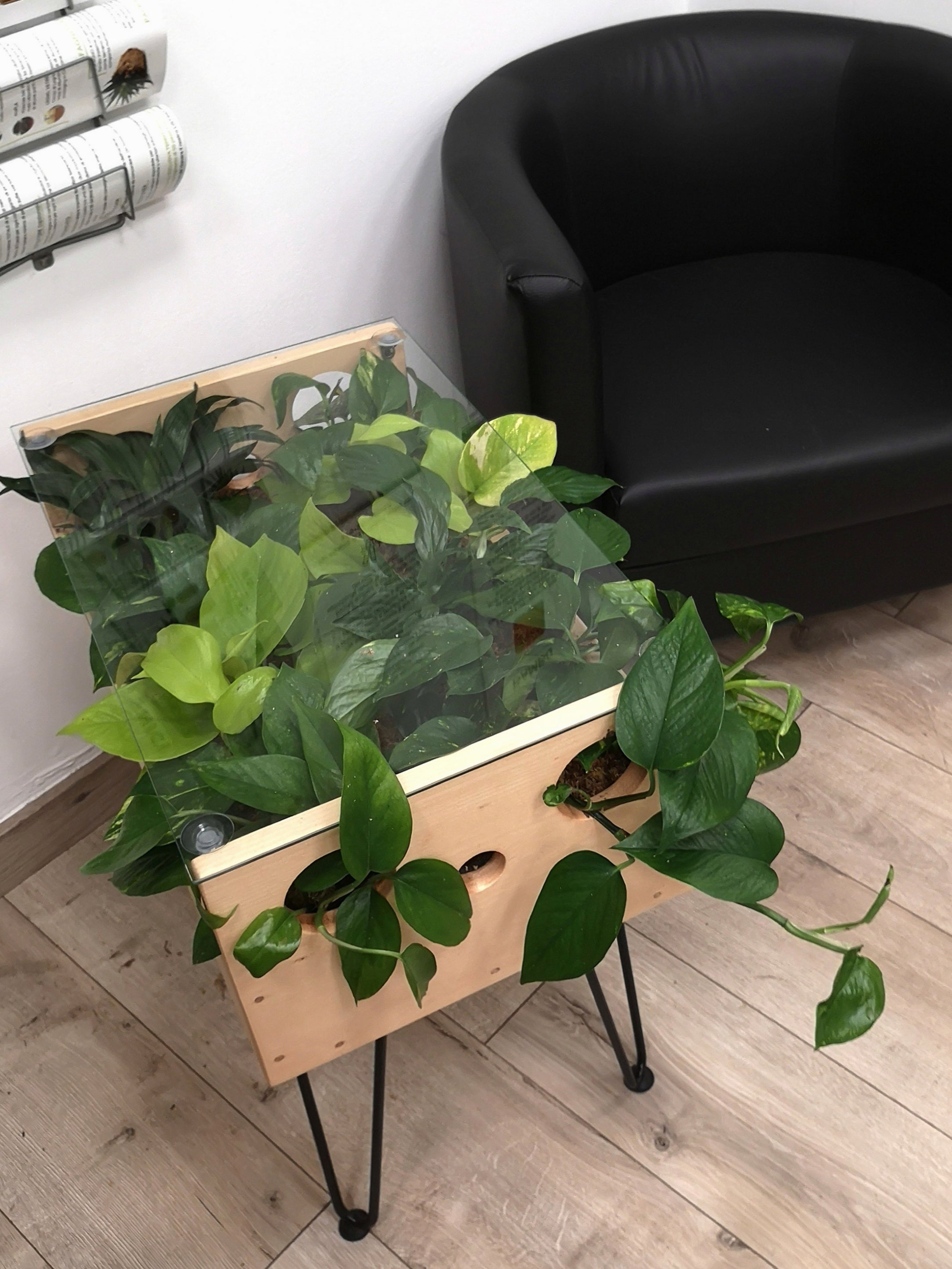 PLANTABLE - Pothos vaso/tavolino da caffè, con 8 piante incluse ...
